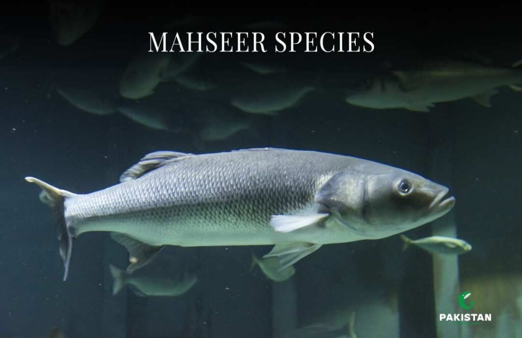 Mahseer Species: Mahseer Fish And its Importance