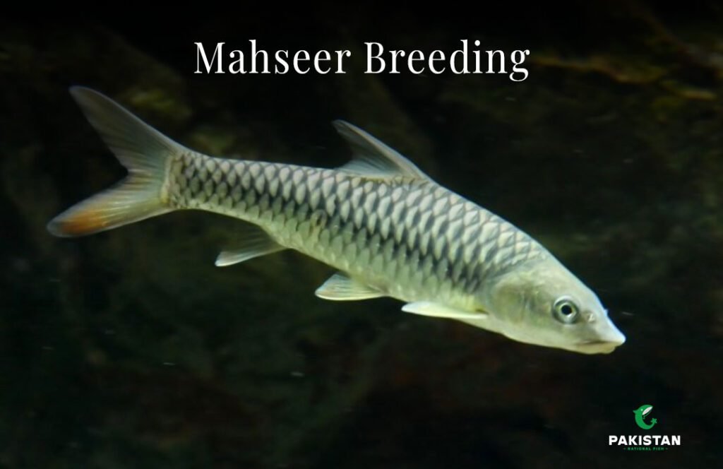 Mahseer Breeding - Pakistan National Fish