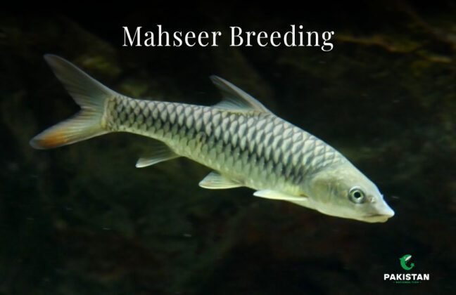 Mahseer Breeding - Pakistan National Fish