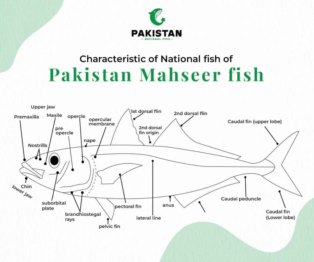 The Magnificient King Of Sawat: Mahseer Fish