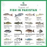 The Best Fish Types In Pakistan – Pakistan National Fish