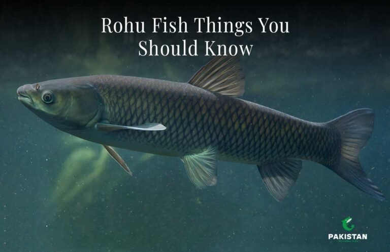 Rohu Fish: Things You Should Know Characteristics, Illnesses and ...