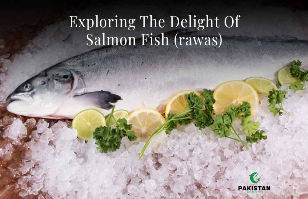 Salmon Fish: Health Benefits, Types, Diet and Life Cycle
