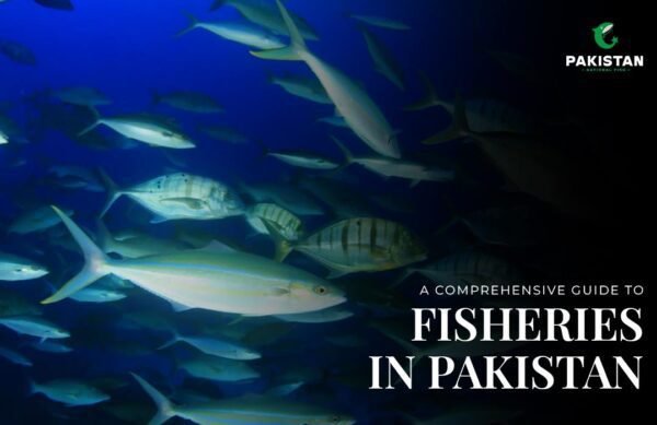 The Comprehensive Guide to Fisheries in Pakistan