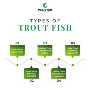 Types of Trout Fish in Pakistan