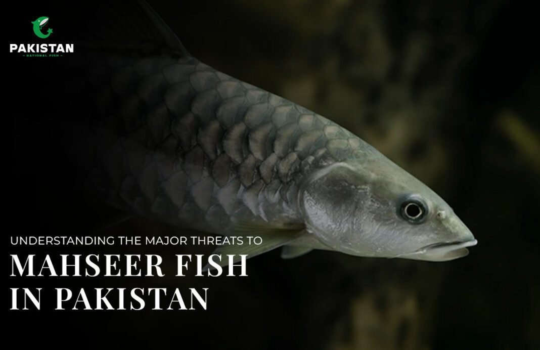 Understanding The Major Threats To Mahseer Fish In Pakistan