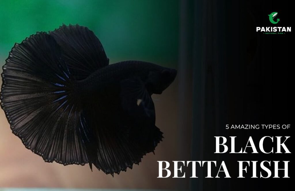 5 Amazing types of black betta fish