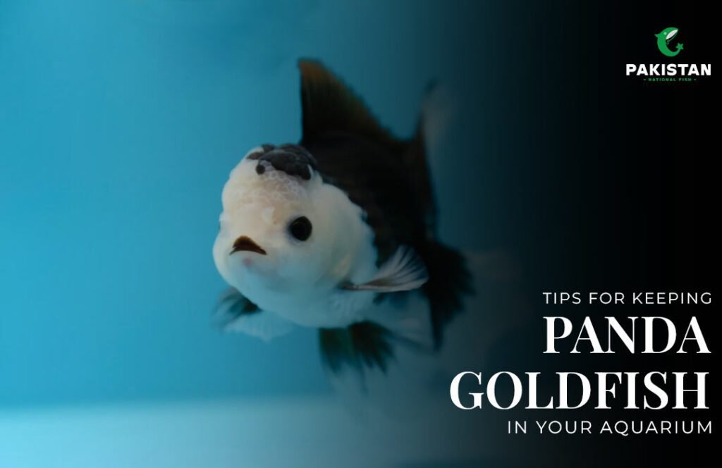 Tips for Keeping Panda Goldfish in Your Aquarium