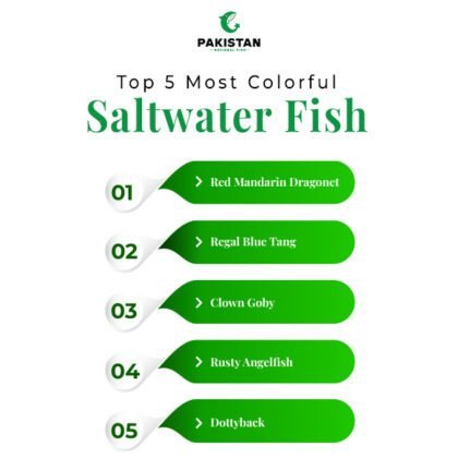 Top 5 Colorful Saltwater Fish