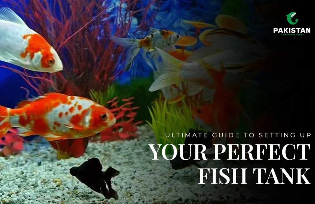 Ultimate Guide to Setting up Your Perfect Fish Tank