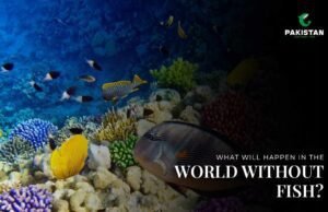 What Will Happen in the World without Fish?