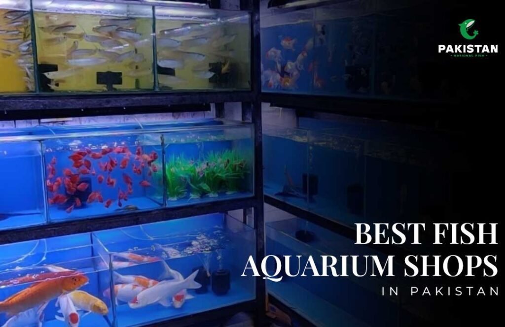 Best Fish Aquarium Shops In Pakistan