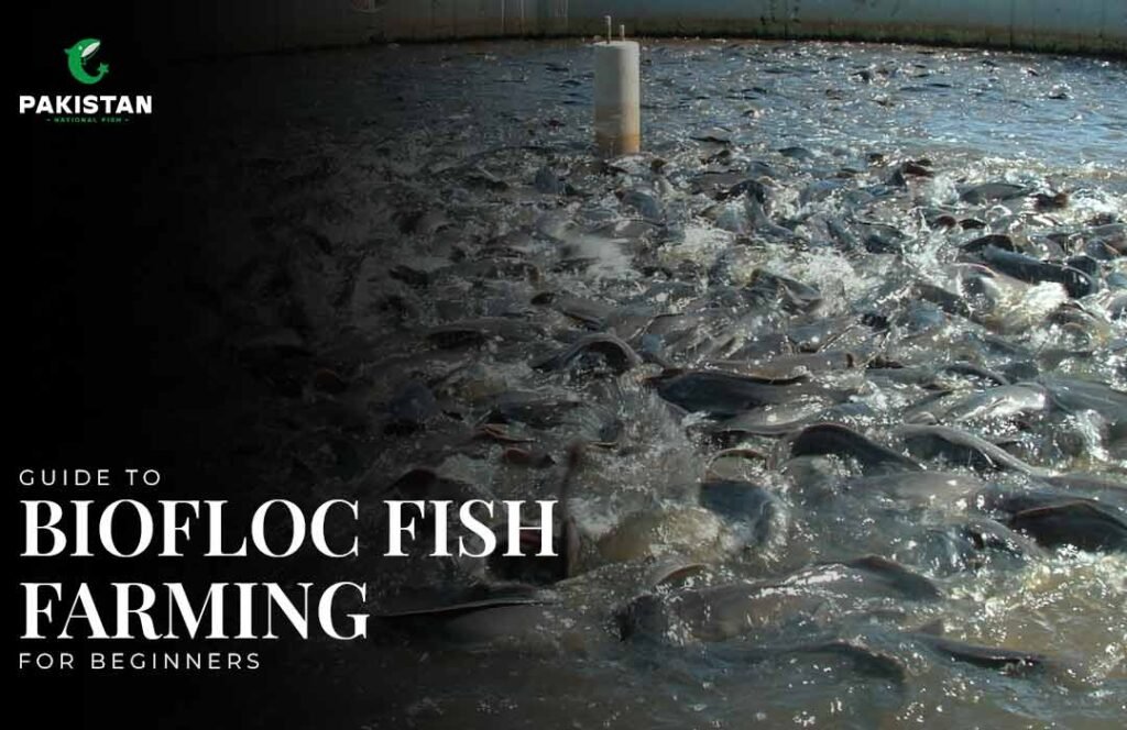 Guide to Biofloc Fish Farming For Beginners
