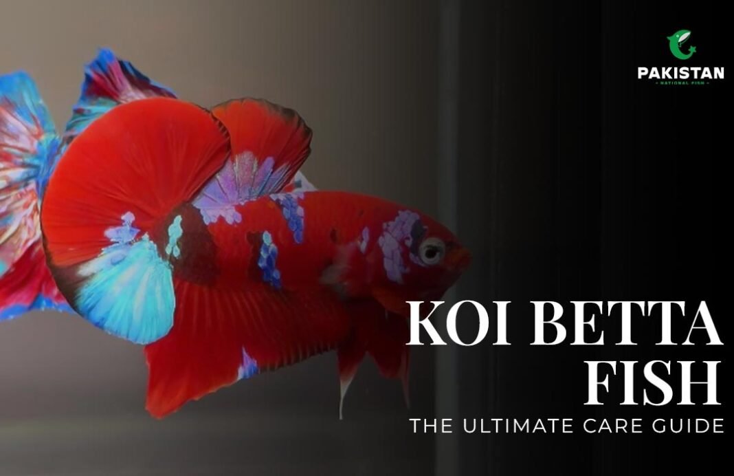 Koi Betta Fish: The Ultimate Care Guide