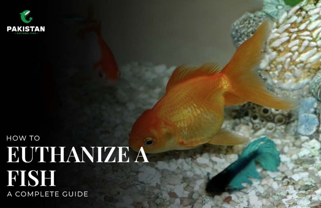 How to Euthanize a Fish: A Complete Guide