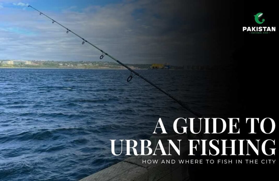 A Guide to Urban Fishing: Benefits, Choose Location, Habitats