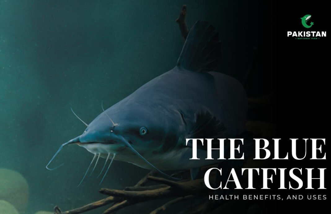 The Blue Catfish: Health Benefits, And Uses