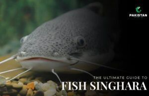 The Ultimate Guide to Singhara Fish: Health, Benefits, Dishes, Taste