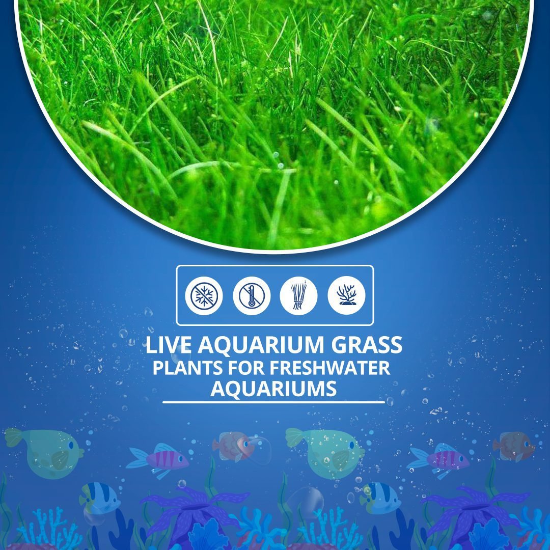 Planted Aquariums: Get Started with Aquarium Plants