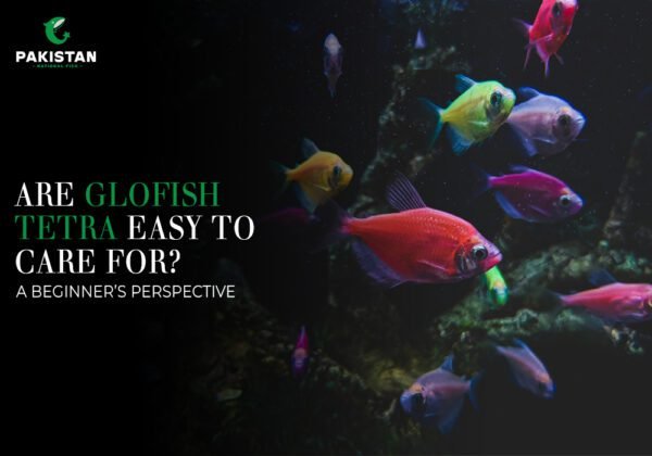 Are Glofish Tetra Easy To Care For? A Beginner’s Perspective