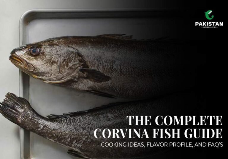 Complete Corvina Or Corbina Fish Guide