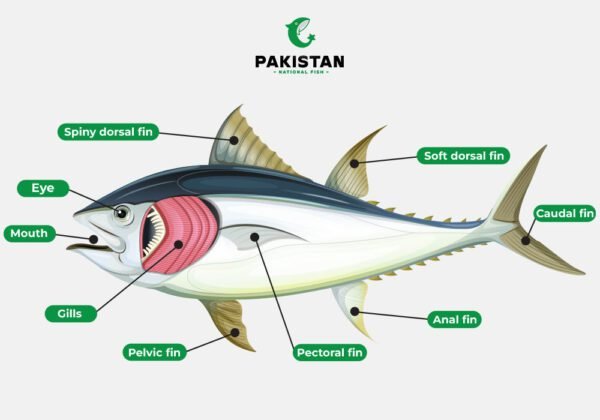 Tuna Fish - Pakistan National Fish