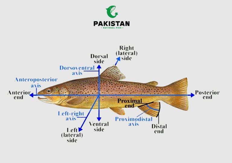 Salmon Fish - Pakistan National Fish