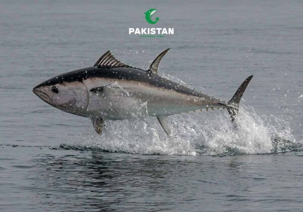 Tuna Fish - Pakistan National Fish