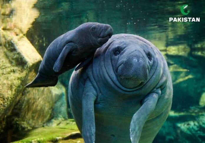 Why Are Manatees Called Sea Cows?