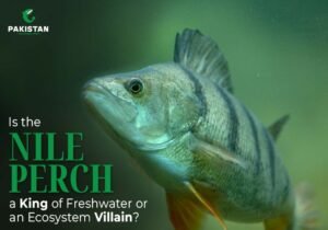 Nile Perch Fish: King of Freshwater or Invasive Villain?