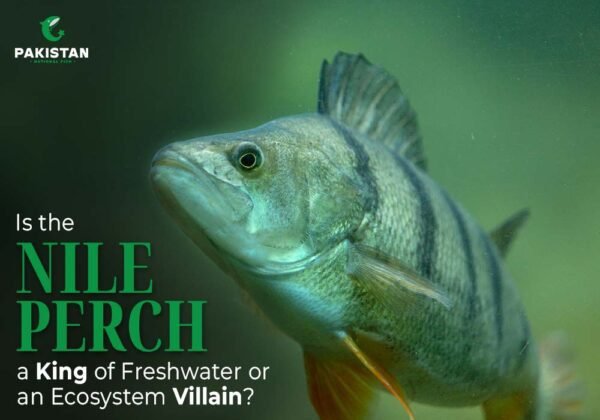 Nile Perch Fish: King of Freshwater or Invasive Villain?