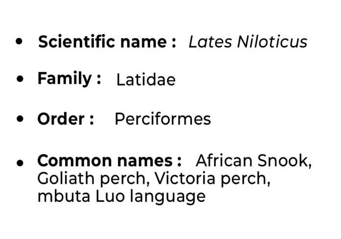 Nile Perch Fish: King of Freshwater or Invasive Villain?
